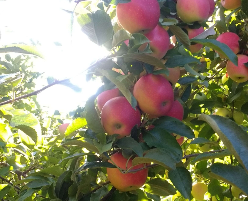 Welcome - Apple Barn Orchard & Winery