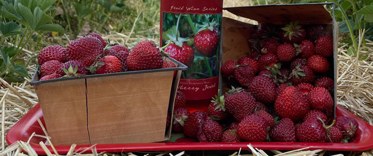 What's Picking? - Apple Barn Orchard & Winery